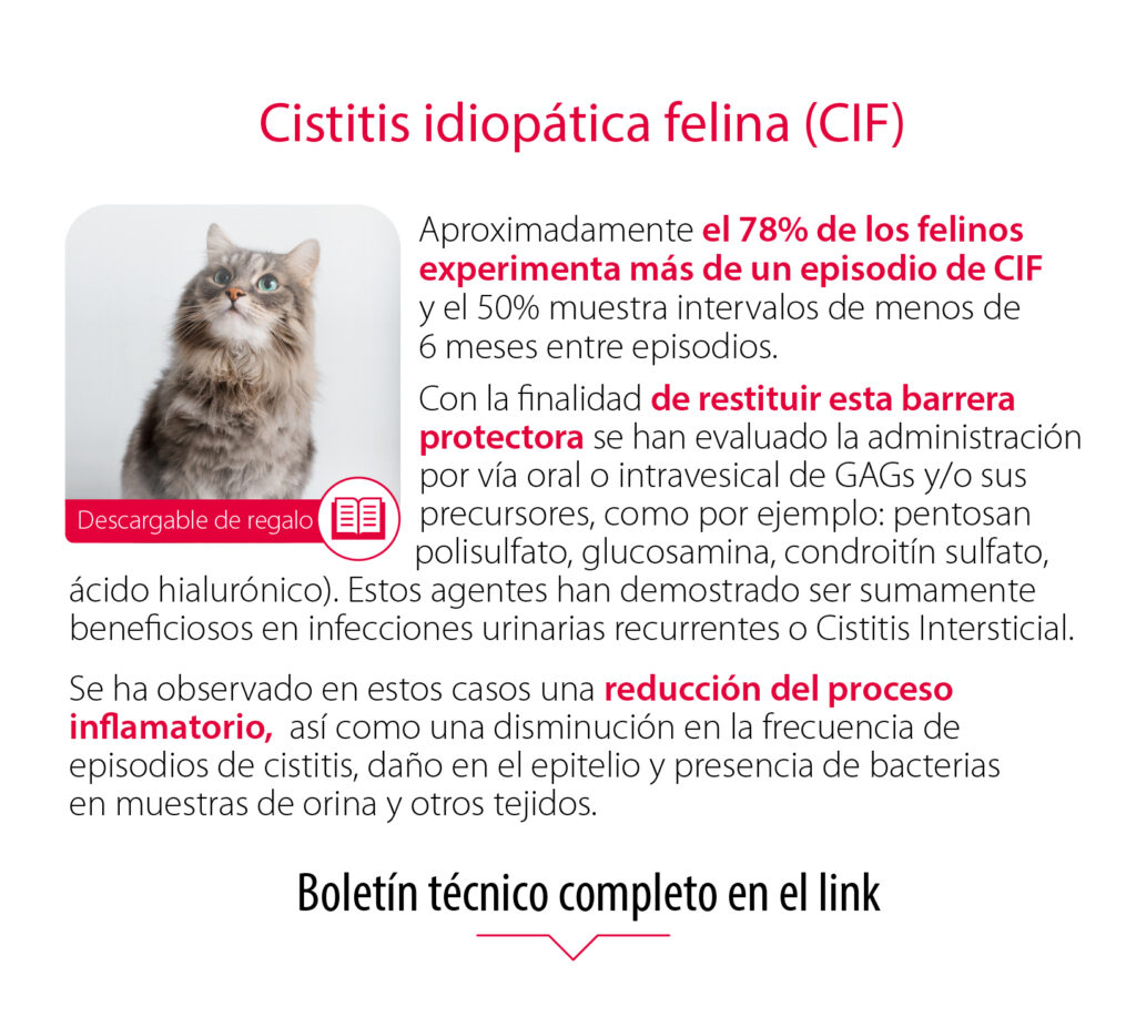 Cistitis idiopática felina (CIF) – John Martin